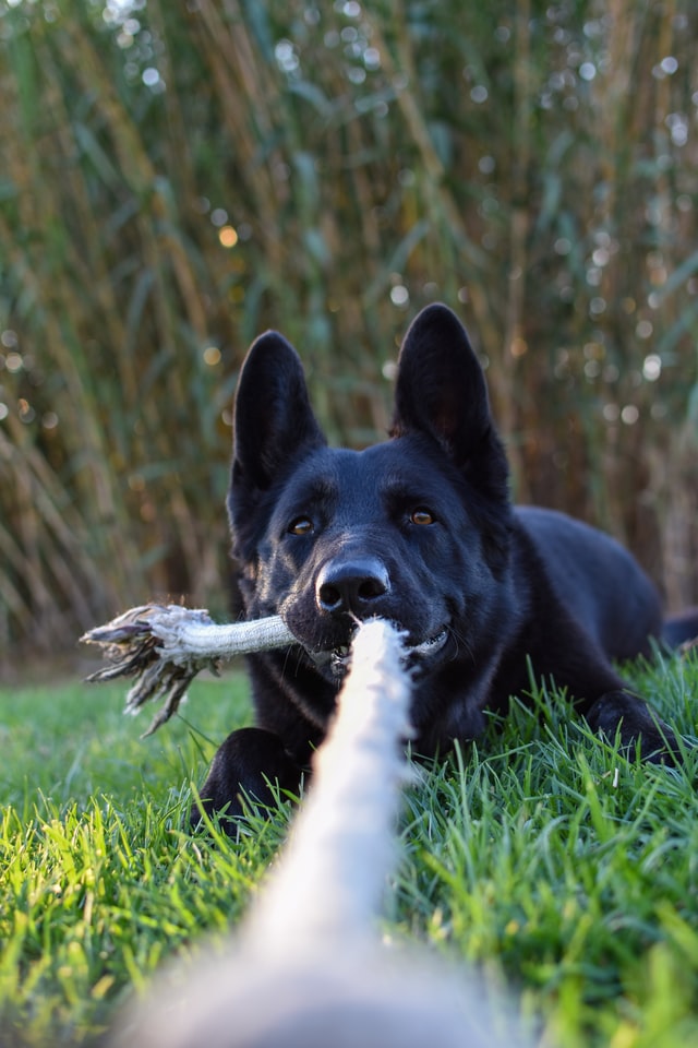 El perro estoico arrastra la carreta - Estocero